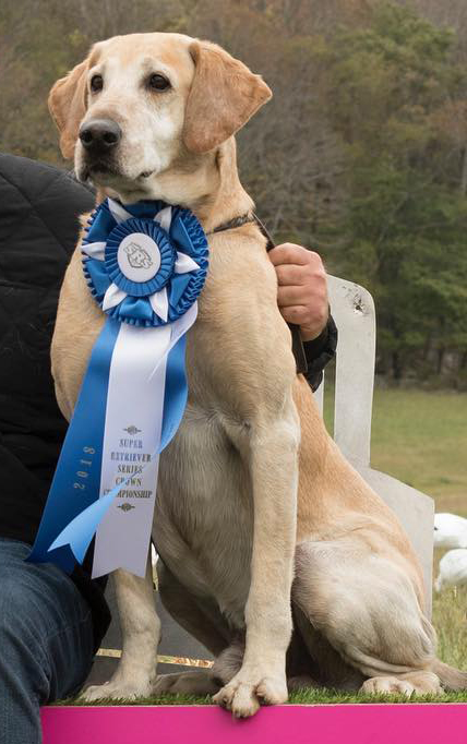 Labrador Retriever Stud Dog